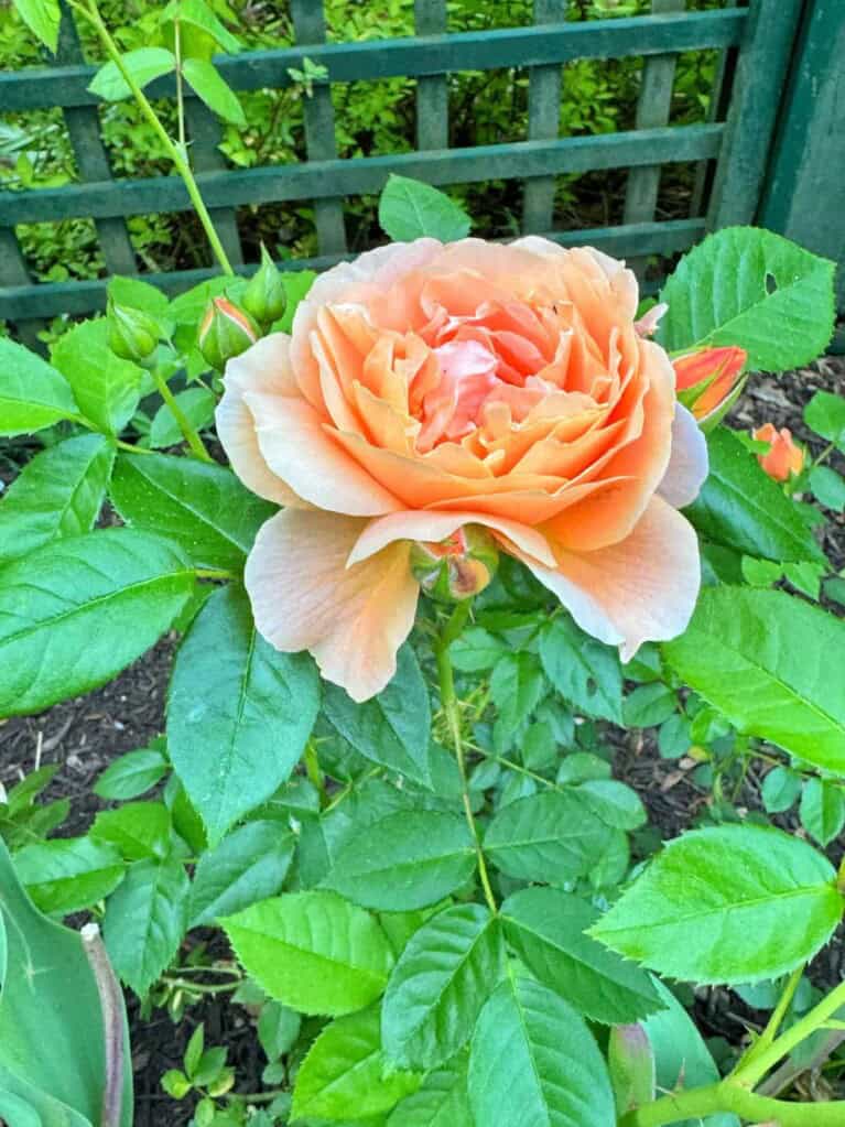How to Propagate Roses for Beginners | Bricks ’n Blooms with Stacy Ling