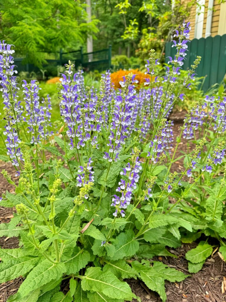 Growing Salvia Plant for a Low-Maintenance Cottage Garden | Bricks ’n ...