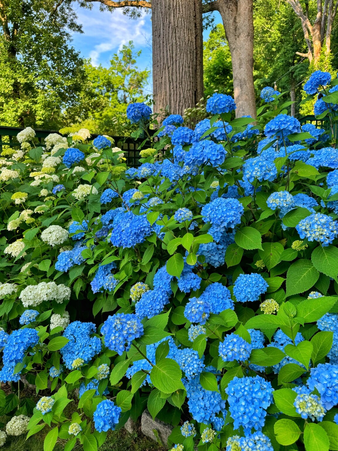 How to Keep Cut Hydrangeas Fresh: The Secrets to Long-Lasting Blooms ...