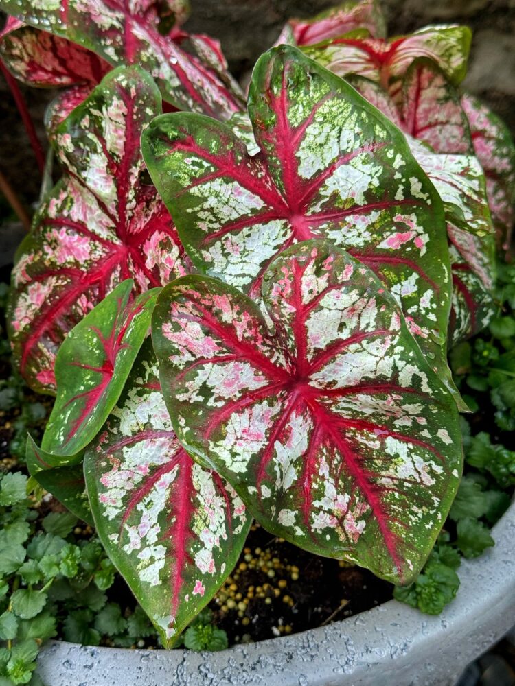 How to Overwinter Caladium Plants for Stunning Summer Color | Bricks ’n ...