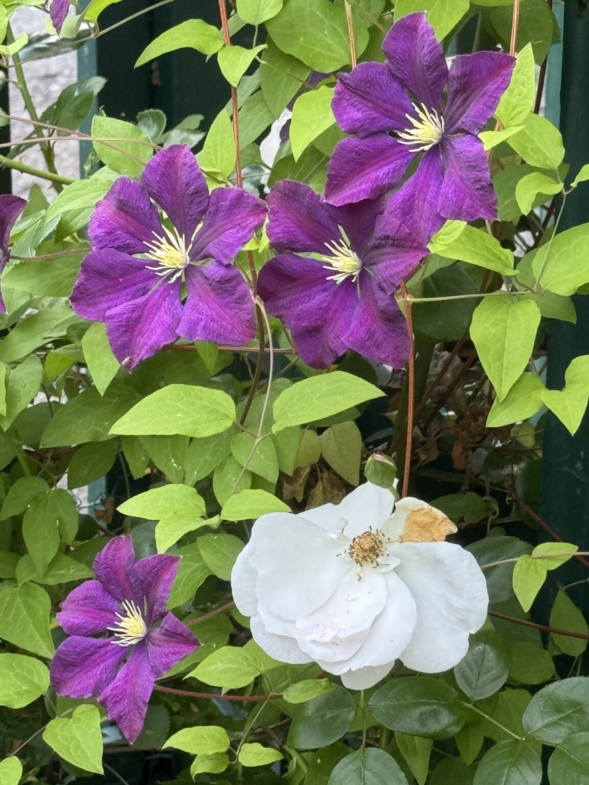 Growing Clematis Vine: Climbing Beauty For Your Cottage Garden | Bricks ...