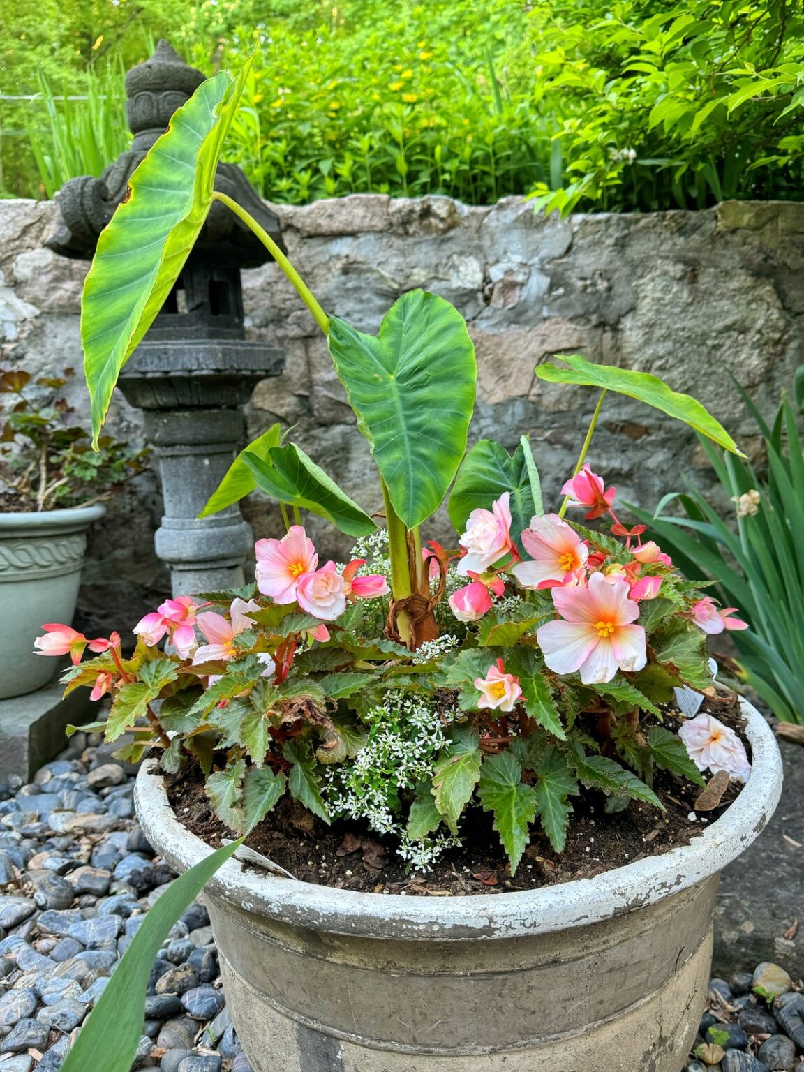 How to Overwinter Begonias & Enjoy Them Year-Round | Bricks ’n Blooms ...