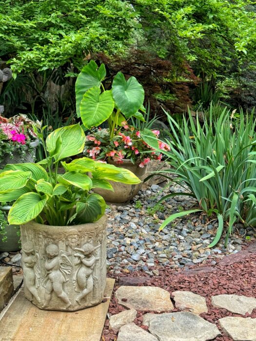 How to Grow Hostas in Pots: A Complete Container Gardening Guide ...
