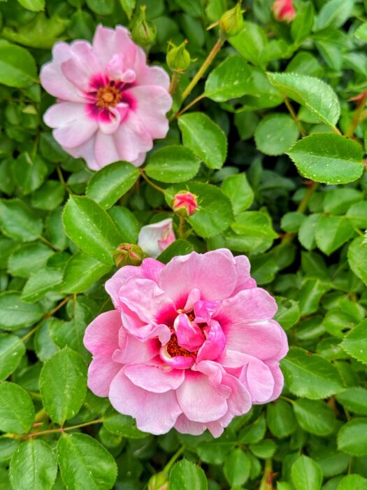How to Propagate Roses for Beginners | Bricks ’n Blooms with Stacy Ling