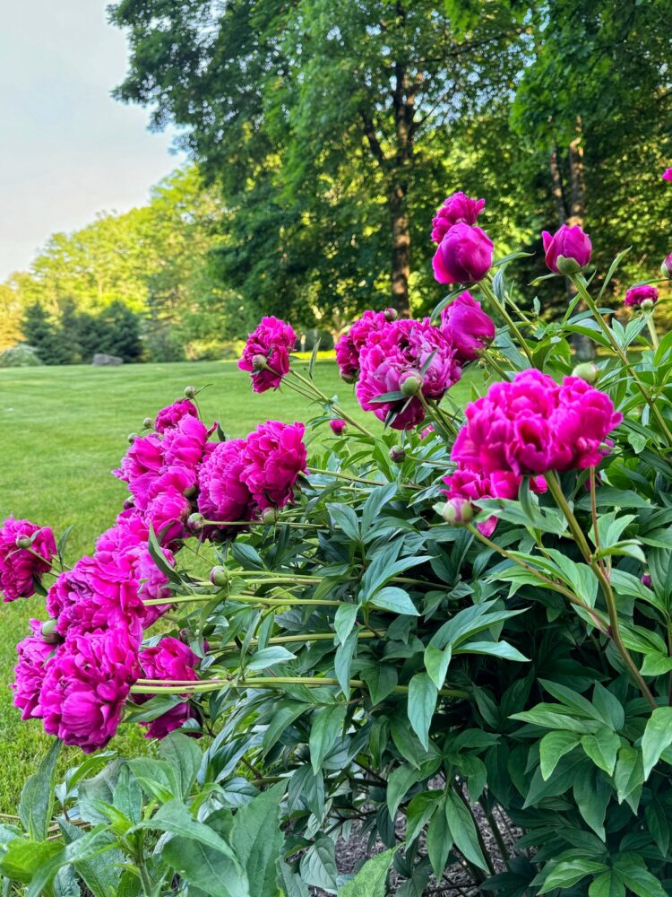 Peony Care: How to Keep Blooms Upright (and Off the Ground!) - Bricks ...