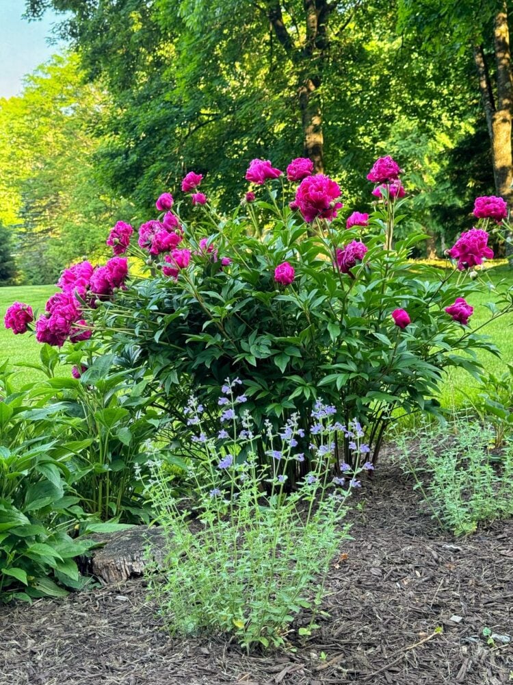 Peony Care: How to Keep Blooms Upright (and Off the Ground!) - Bricks ...