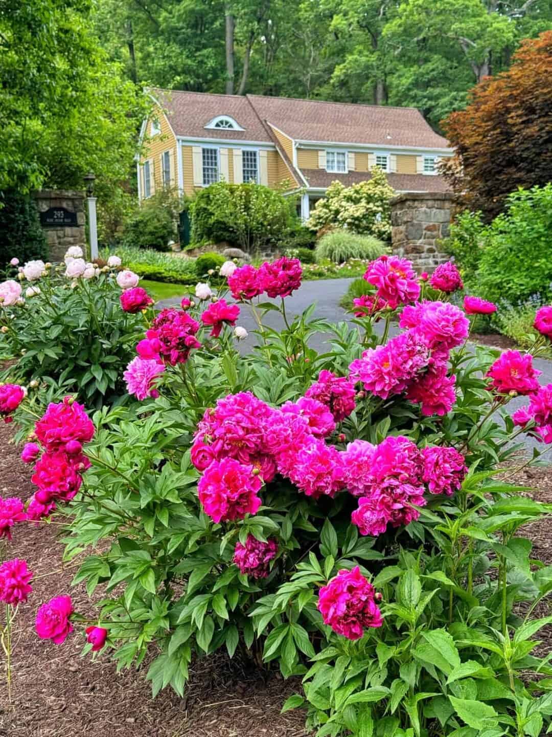 How to Make Peonies Bloom Longer | Bricks ’n Blooms with Stacy Ling