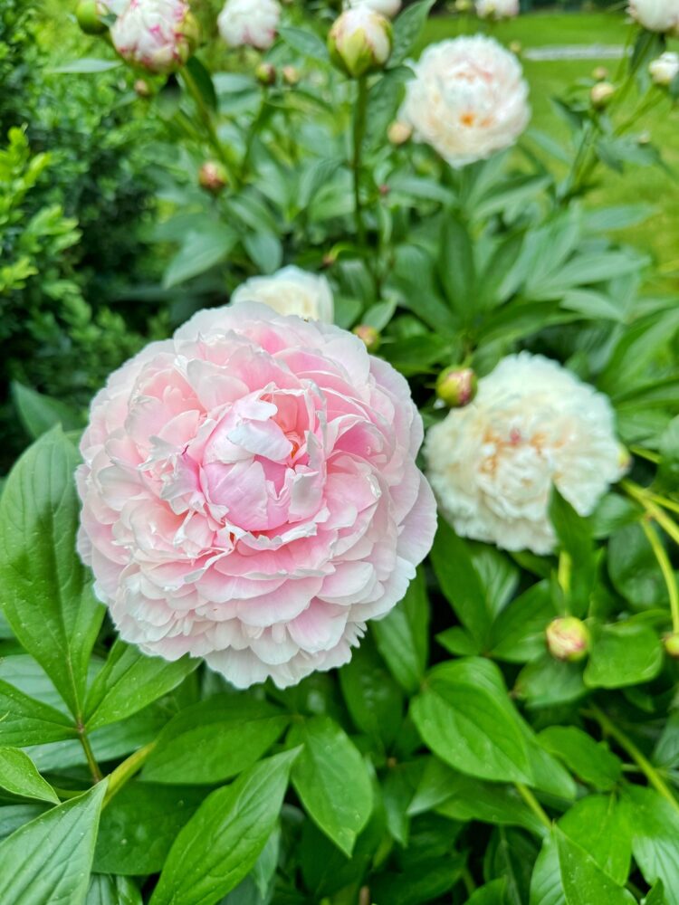 Peony Care: How to Keep Blooms Upright (and Off the Ground!) - Bricks ...
