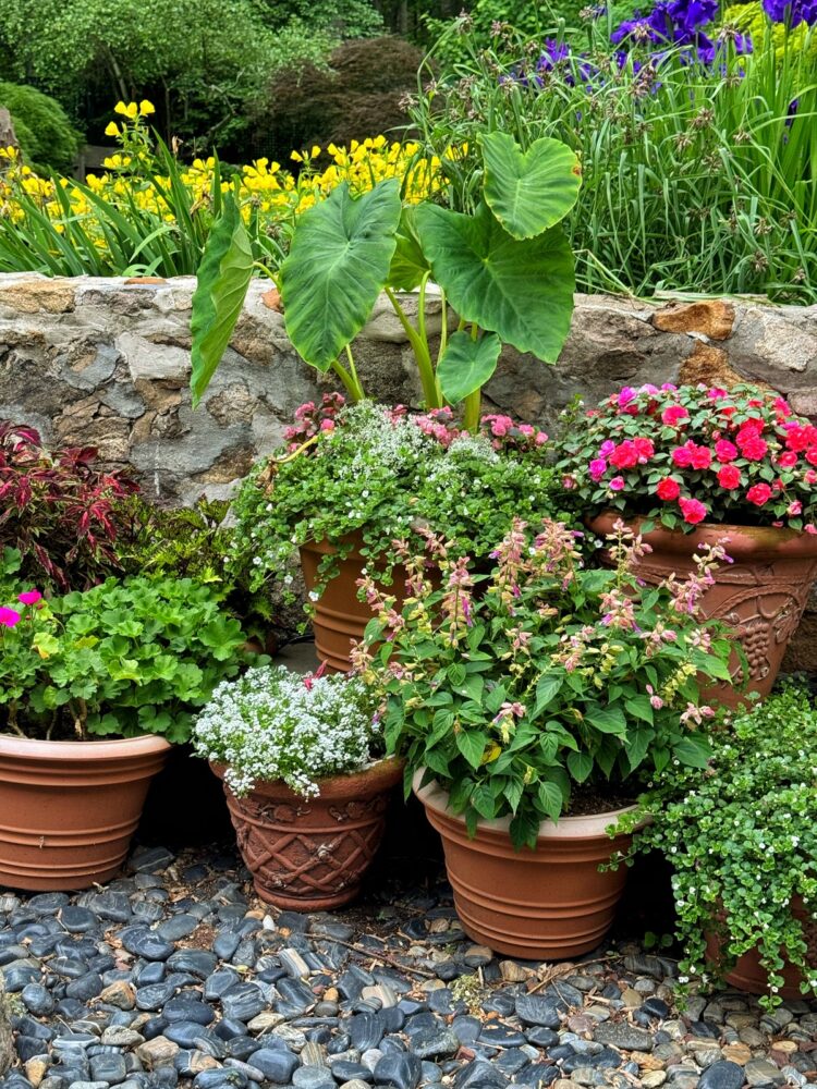 Container Gardening Design: How to Create a Lush Planter in 7 Easy ...