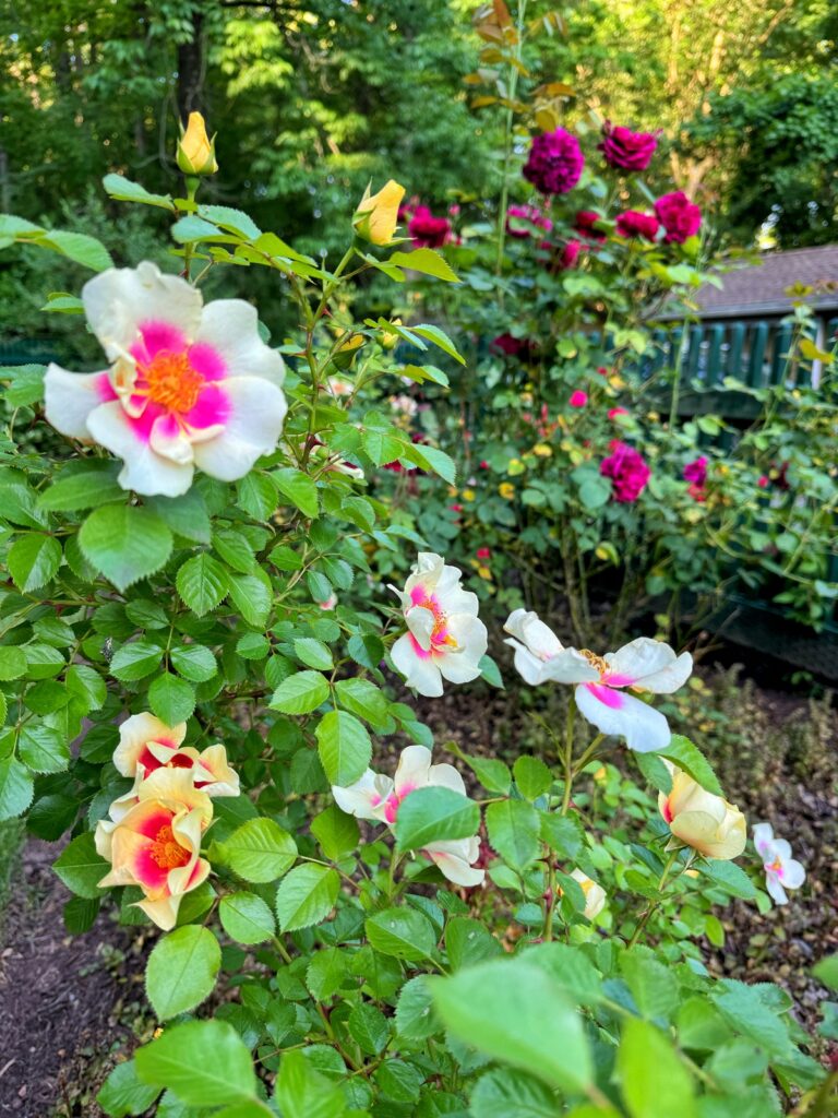 How to Propagate Roses for Beginners | Bricks ’n Blooms with Stacy Ling
