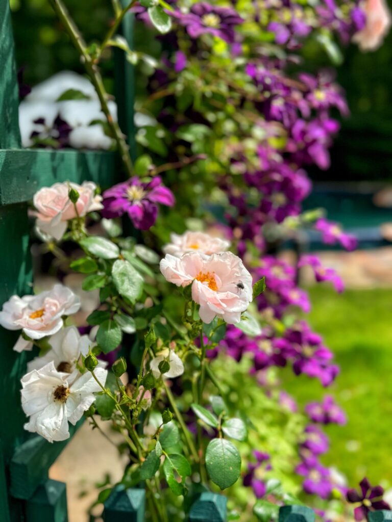 How to Prune Roses: A Beginner’s Step-by-Step Guide | Bricks ’n Blooms ...
