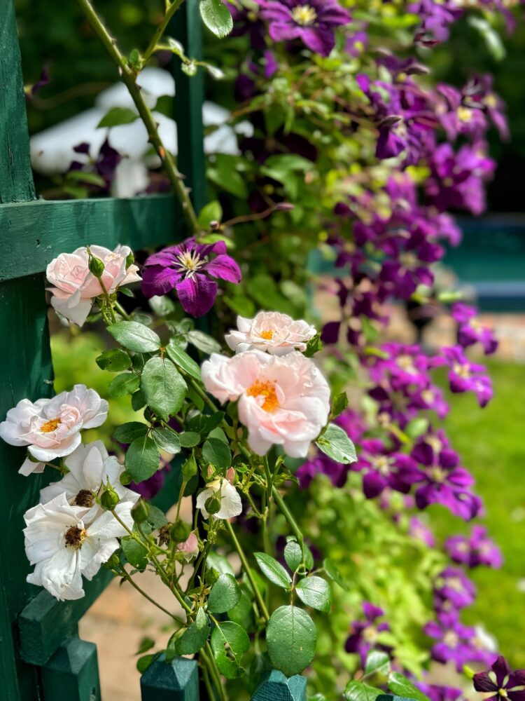How to Propagate Roses for Beginners | Bricks ’n Blooms with Stacy Ling
