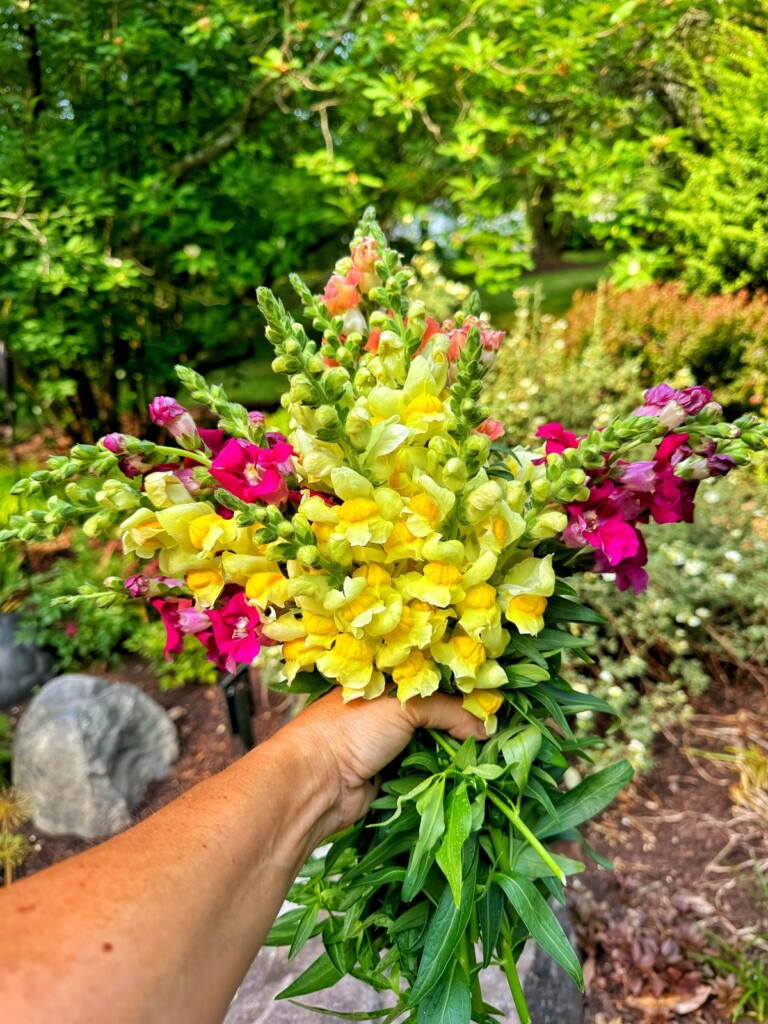 How to Keep Snapdragons Blooming Longer in the Garden | Bricks ’n ...