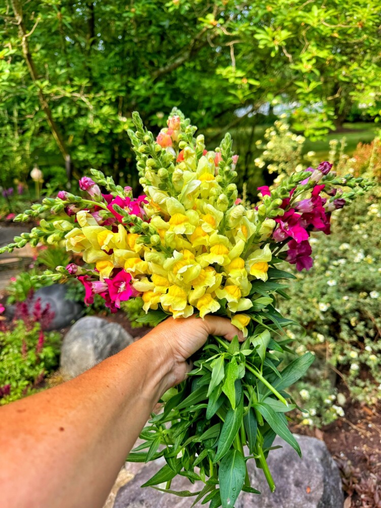 Growing Snapdragons in Your Cut Flower Garden - Bricks 'n Blooms with ...