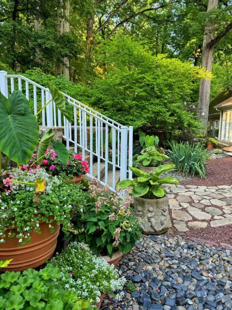 How to Grow Hostas in Pots: A Complete Container Gardening Guide ...