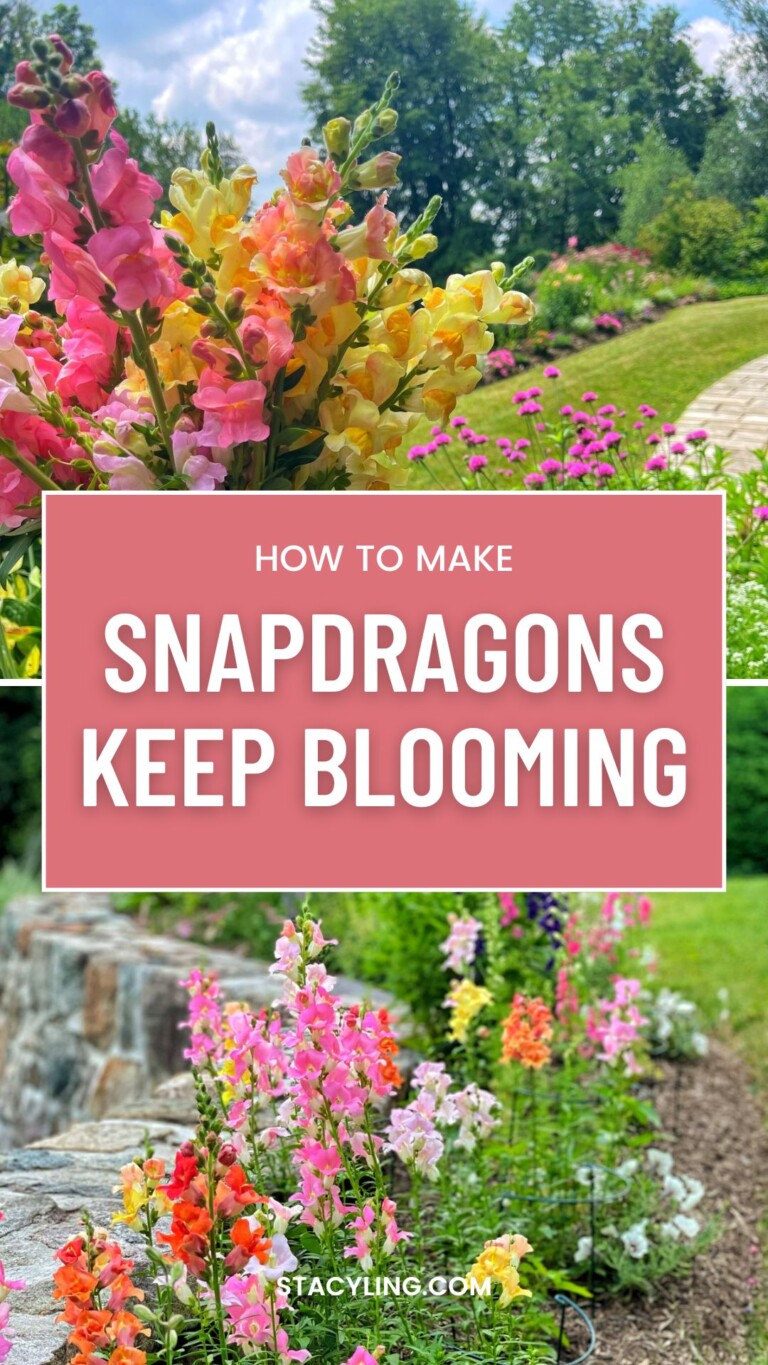 How to Keep Snapdragons Blooming Longer in the Garden - Bricks ’n ...