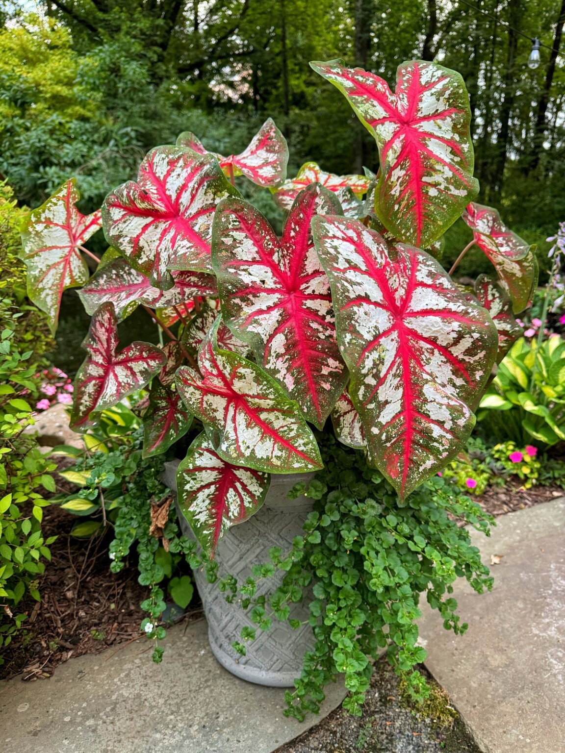 How to Overwinter Caladium Plants for Stunning Summer Color | Bricks ’n ...