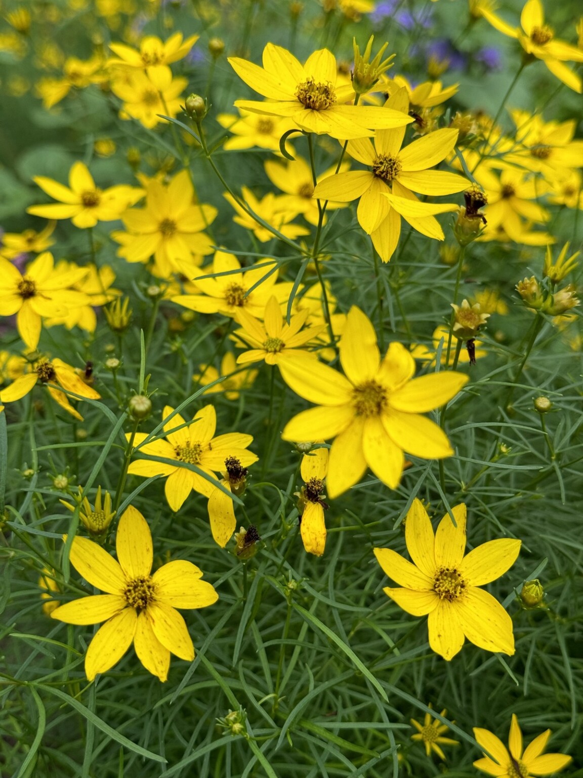 How to Grow Coreopsis (Tickseed) for a Low-Maintenance Cottage Garden ...