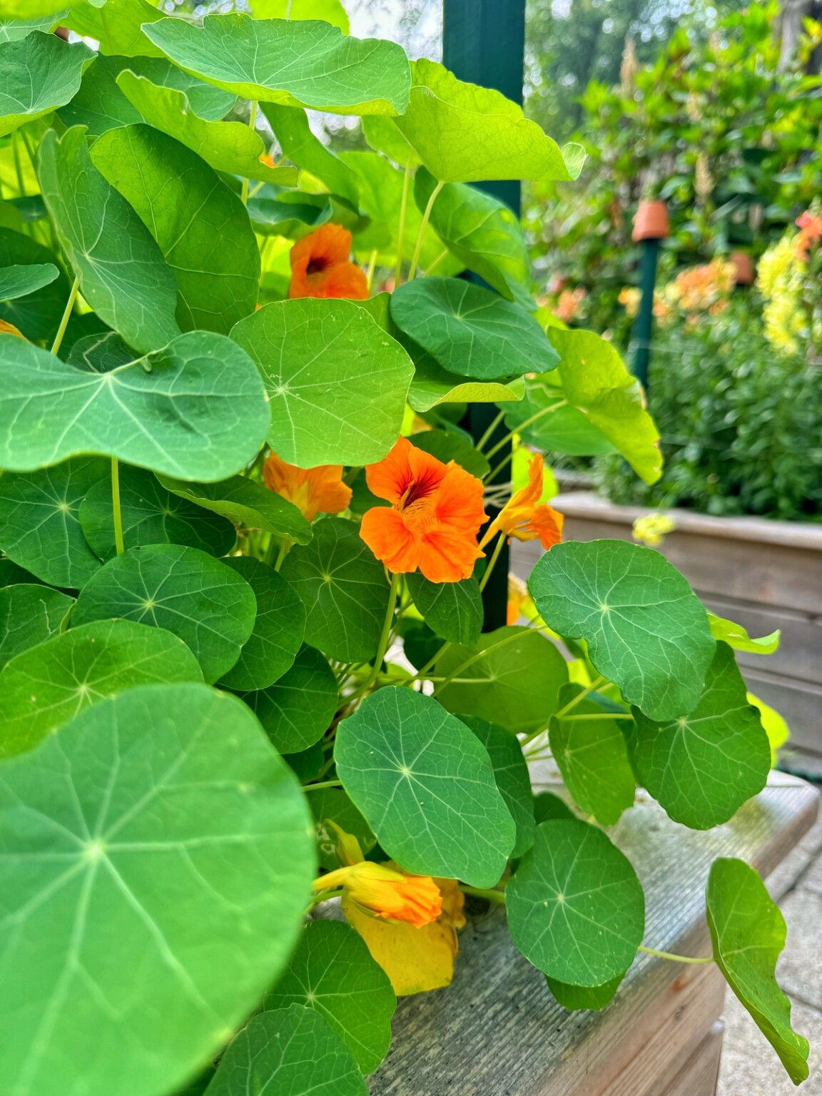 Why Flower Seeds Fail to Germinate (And What to Do Instead) | Bricks ’n ...