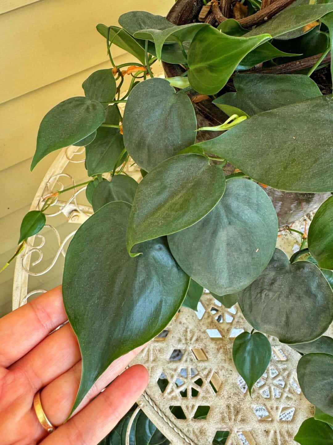 Heartleaf Philodendron: Care Tips & Styling Ideas for a Happy ...