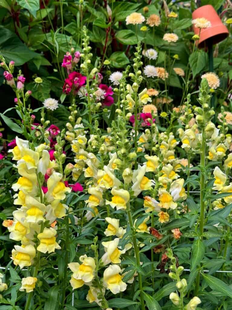How to Grow Snapdragons: A Complete Guide from Seed to Bloom | Bricks ...