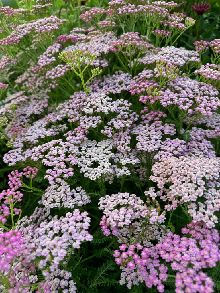 Best Companion Plants for Lavender (What to Plant and What to Avoid ...