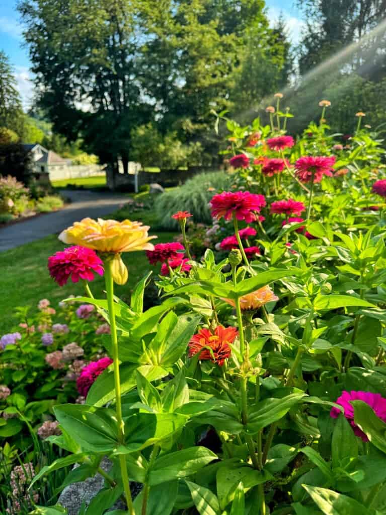 Best Companion Plants for Zinnias: What to Plant and What to Avoid ...