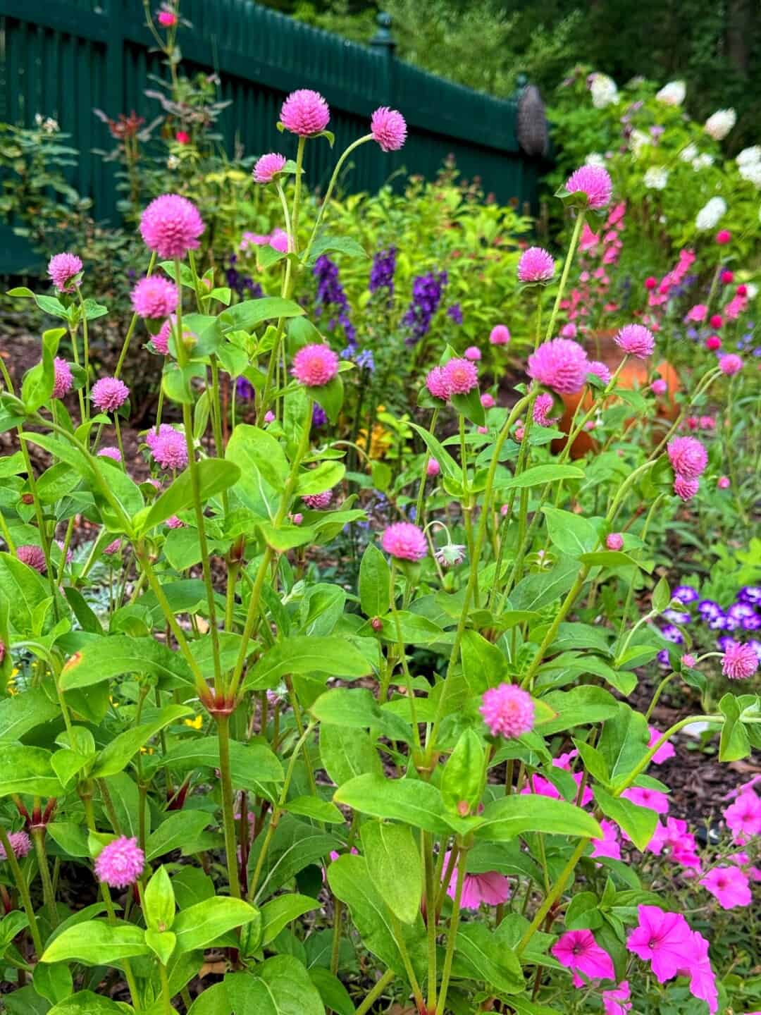 Growing Gomphrena: The Easy Cut Flower That Keeps Blooming | Bricks ’n ...