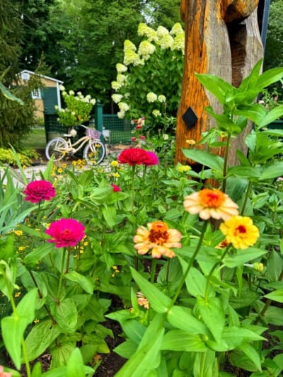 How to Grow Zinnias: A Complete Guide for Beautiful, Long-Lasting ...