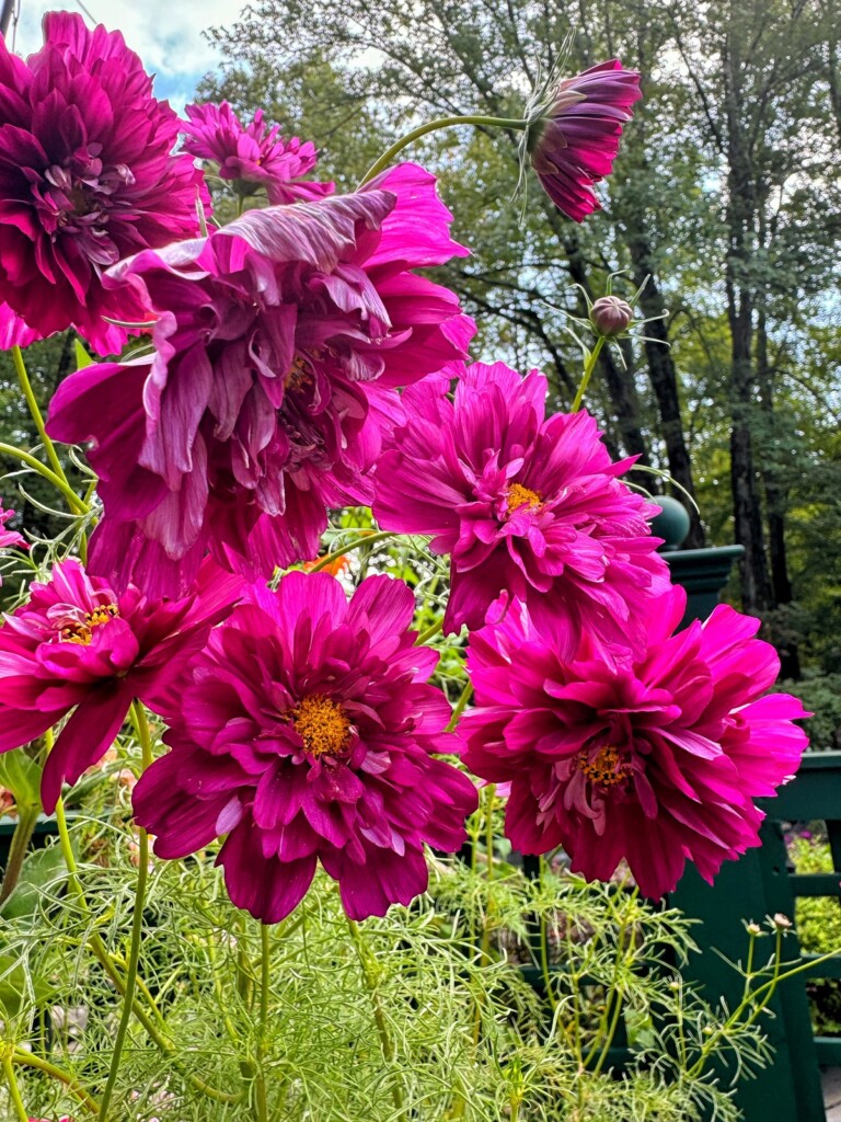 The Best Way to Start Cosmos Flower From Seed for Your Cottage Garden ...