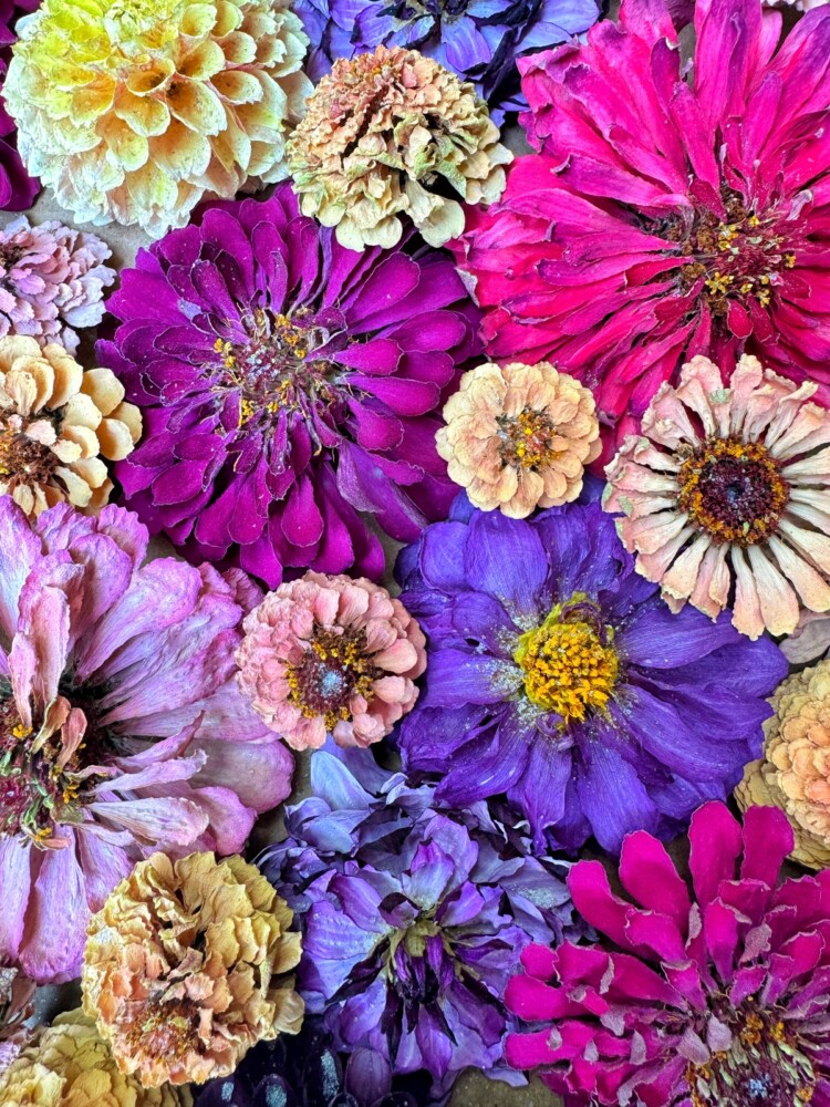 How to Dry Flowers with Silica Gel: A Step-by-Step Guide to Perfectly ...