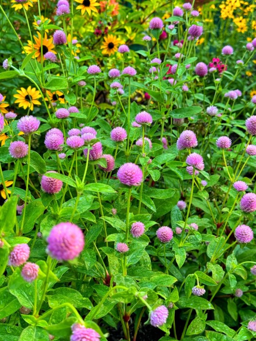 Growing Gomphrena: The Easy Cut Flower That Keeps Blooming | Bricks ’n ...