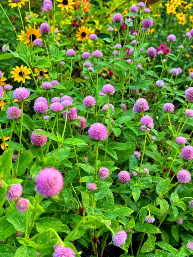 Growing Gomphrena: The Easy Cut Flower That Keeps Blooming | Bricks ’n ...
