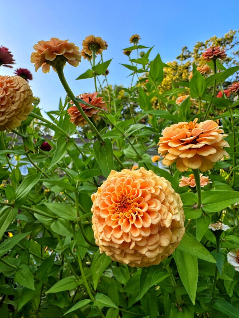 Must-Have Zinnia Varieties for Your Cutting Garden - Bricks ’n Blooms ...