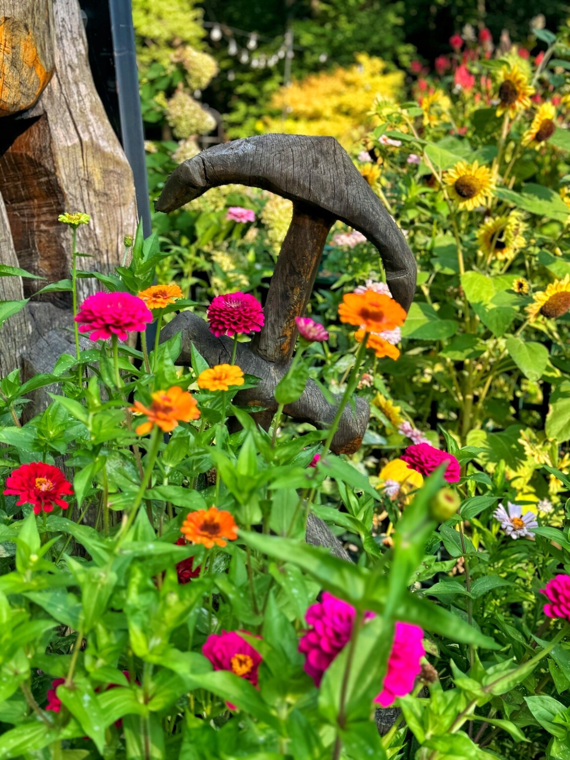 How to Grow Zinnias: A Complete Guide for Beautiful, Long-Lasting ...