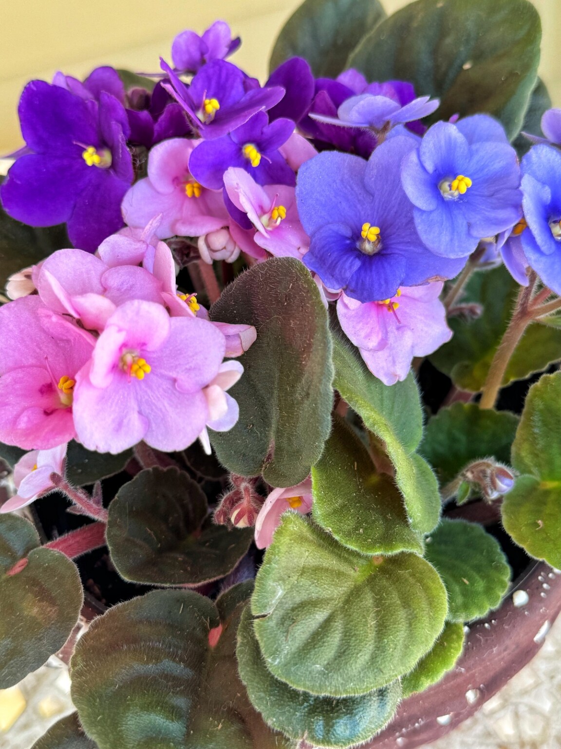 African Violet Not Blooming? Your Guide to Gorgeous Flowers Again ...