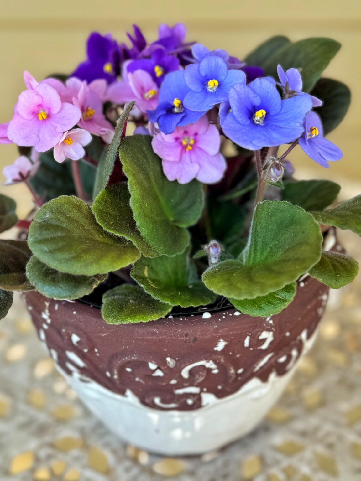 African Violet Not Blooming? Your Guide to Gorgeous Flowers Again ...