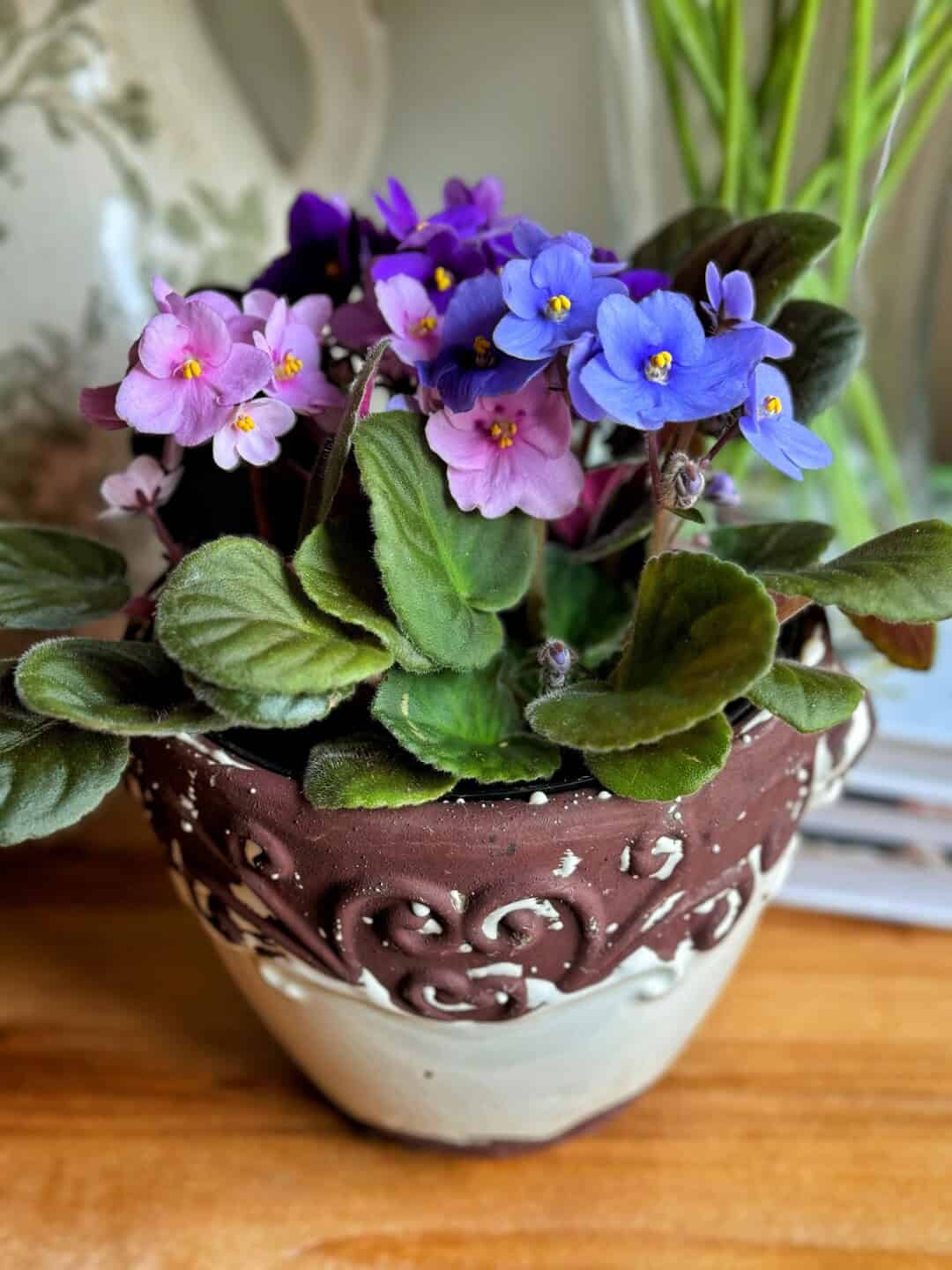 African Violet Not Blooming? Your Guide to Gorgeous Flowers Again ...