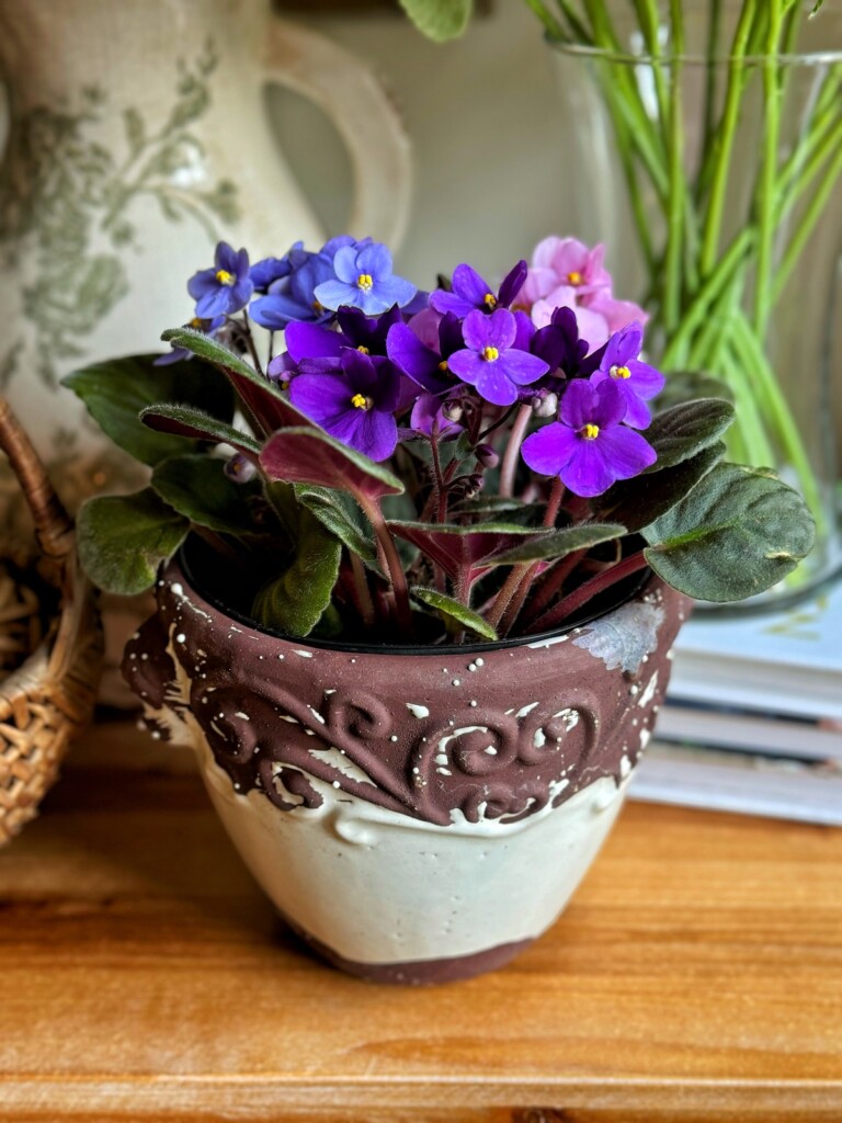 African Violet Not Blooming? Your Guide to Gorgeous Flowers Again ...