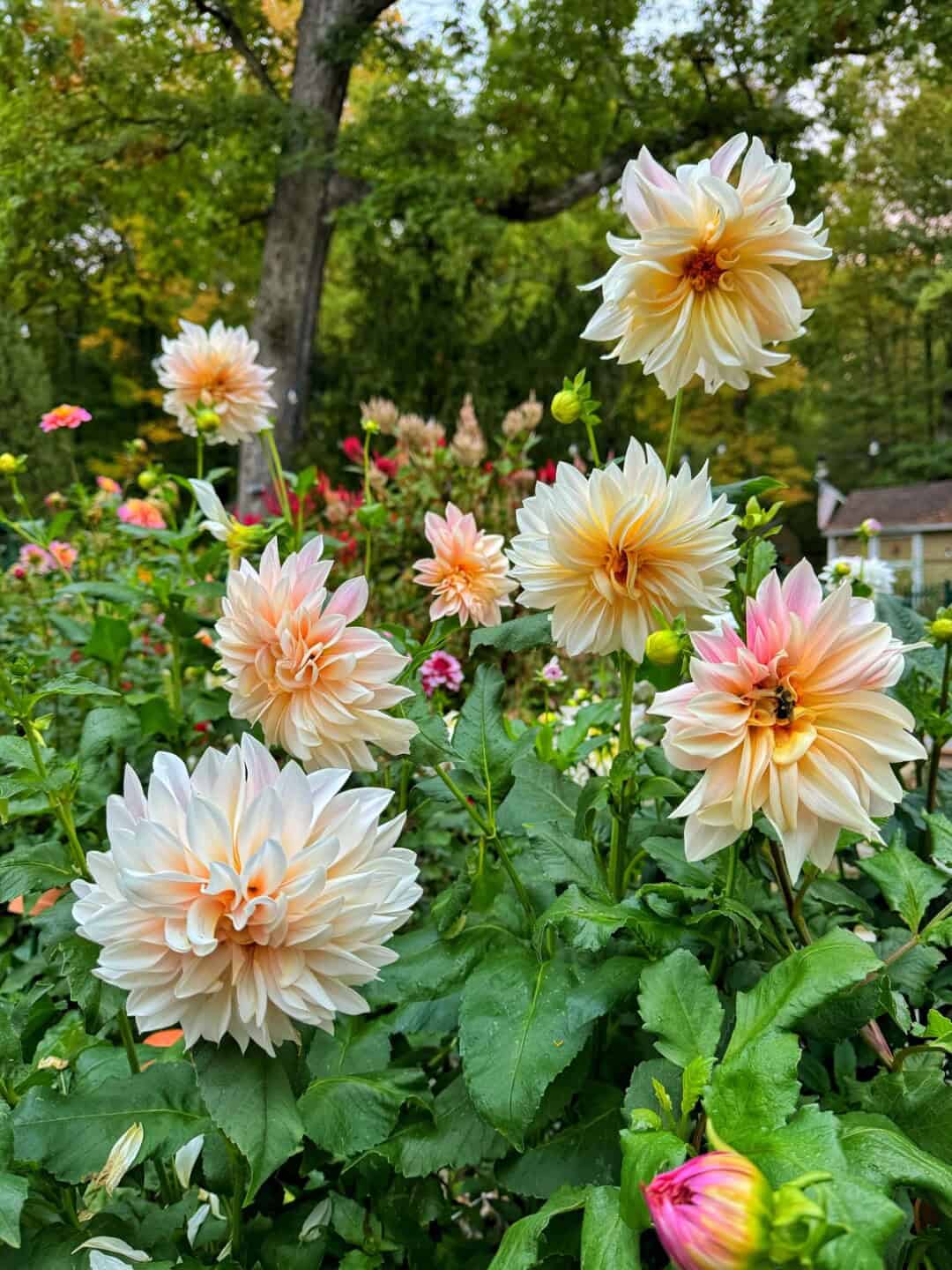 Must-Grow Dahlia Varieties for Your Cut Flower Garden - Bricks ’n ...