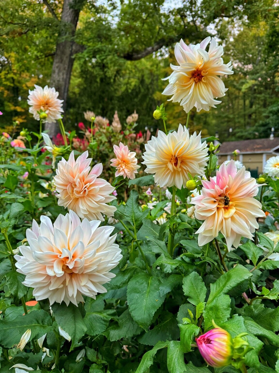 Growing Dahlias in Pots: The Complete Guide to Beautiful Container ...