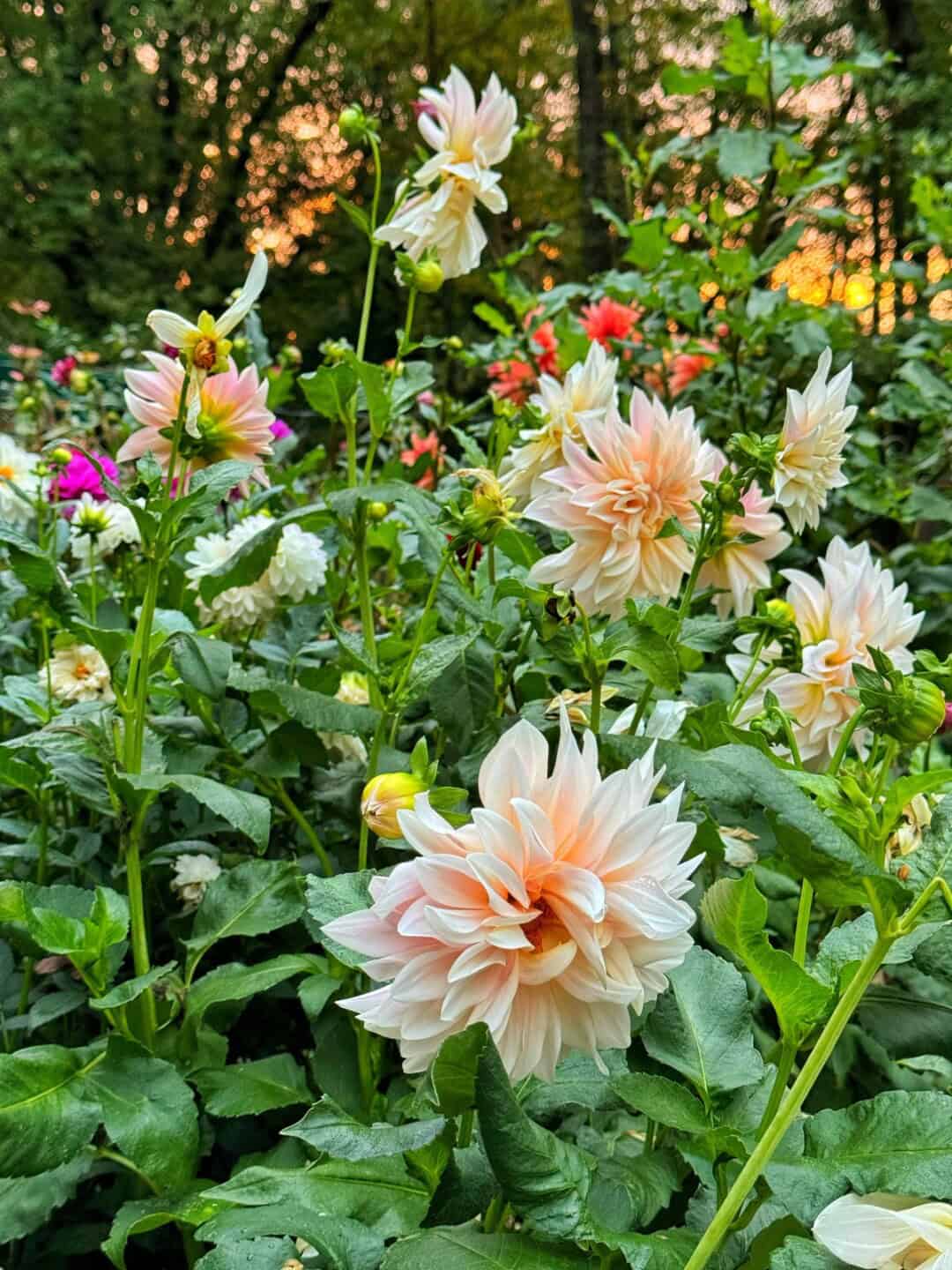 How to Condition Flowers After Cutting From the Garden - Bricks ’n ...