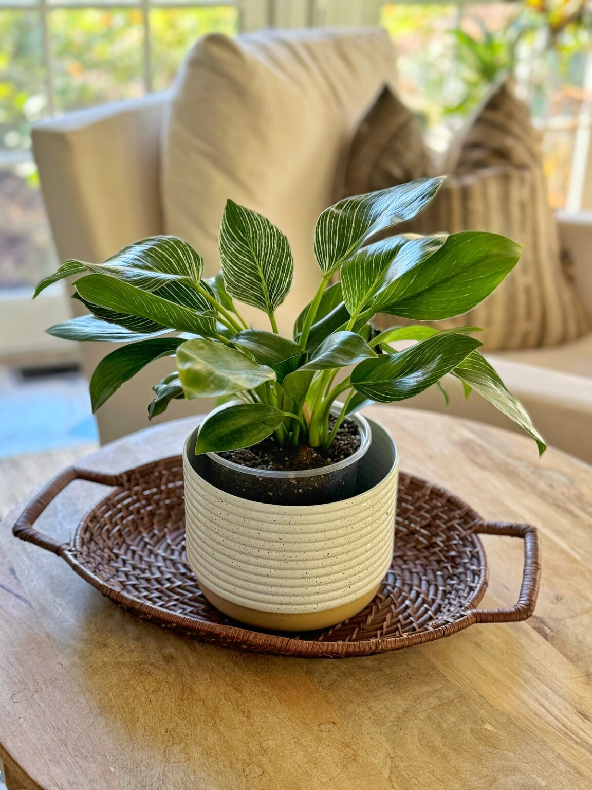Philodendron Birkin: A Care Guide for this Chic Houseplant | Bricks ’n ...