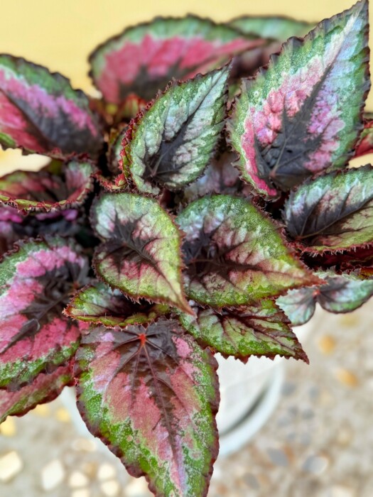 Rex Begonias: The Drama Queens of the Plant World (And How to Keep Them ...