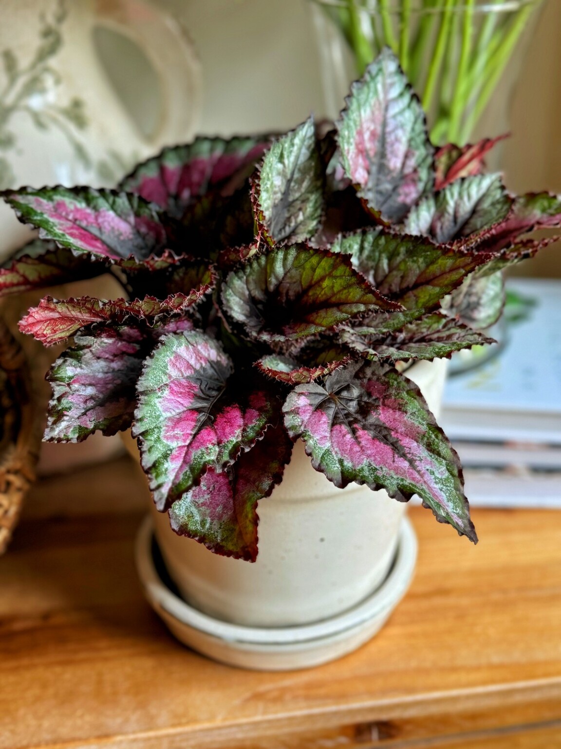 Rex Begonias: The Drama Queens of the Plant World (And How to Keep Them ...