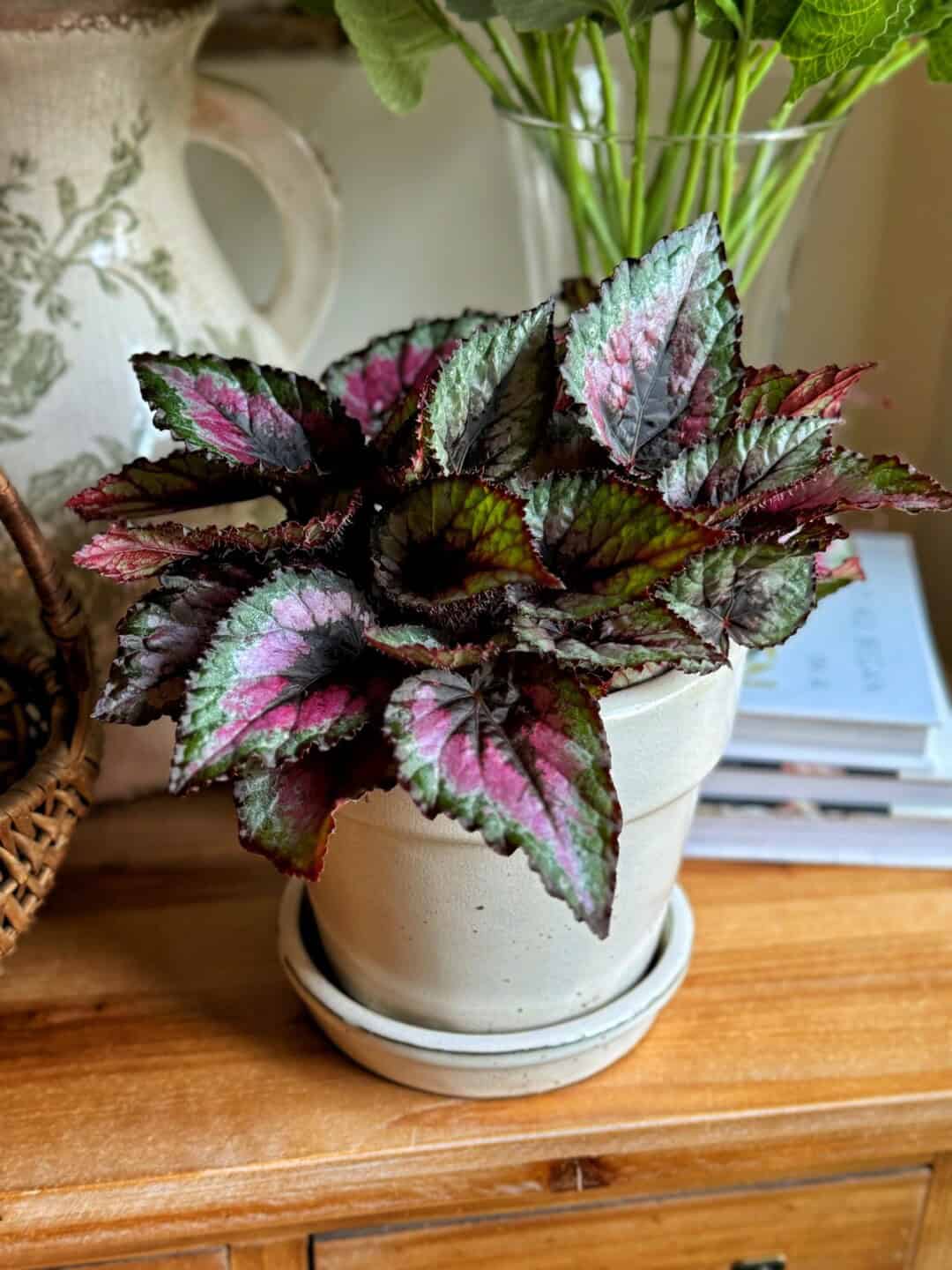 Rex Begonias: The Drama Queens of the Plant World (And How to Keep Them ...