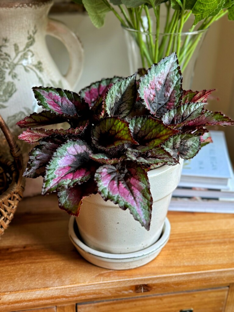 Rex Begonias: The Drama Queens of the Plant World (And How to Keep Them ...