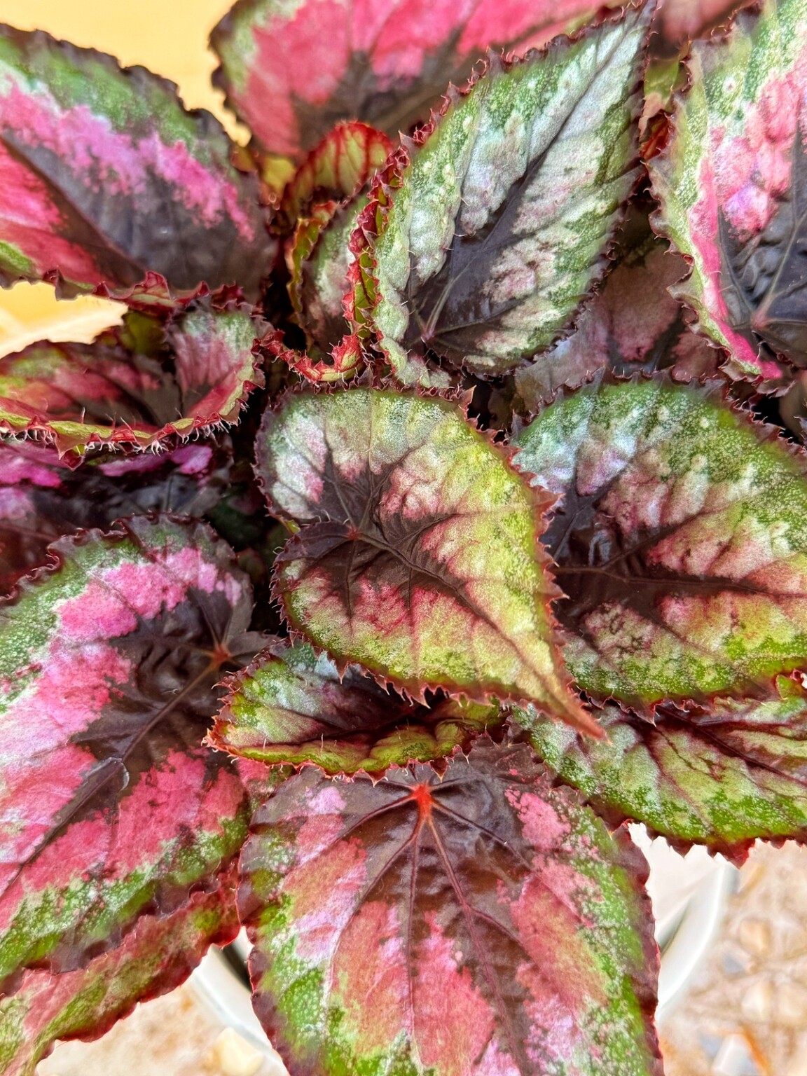 Rex Begonias: The Drama Queens of the Plant World (And How to Keep Them ...