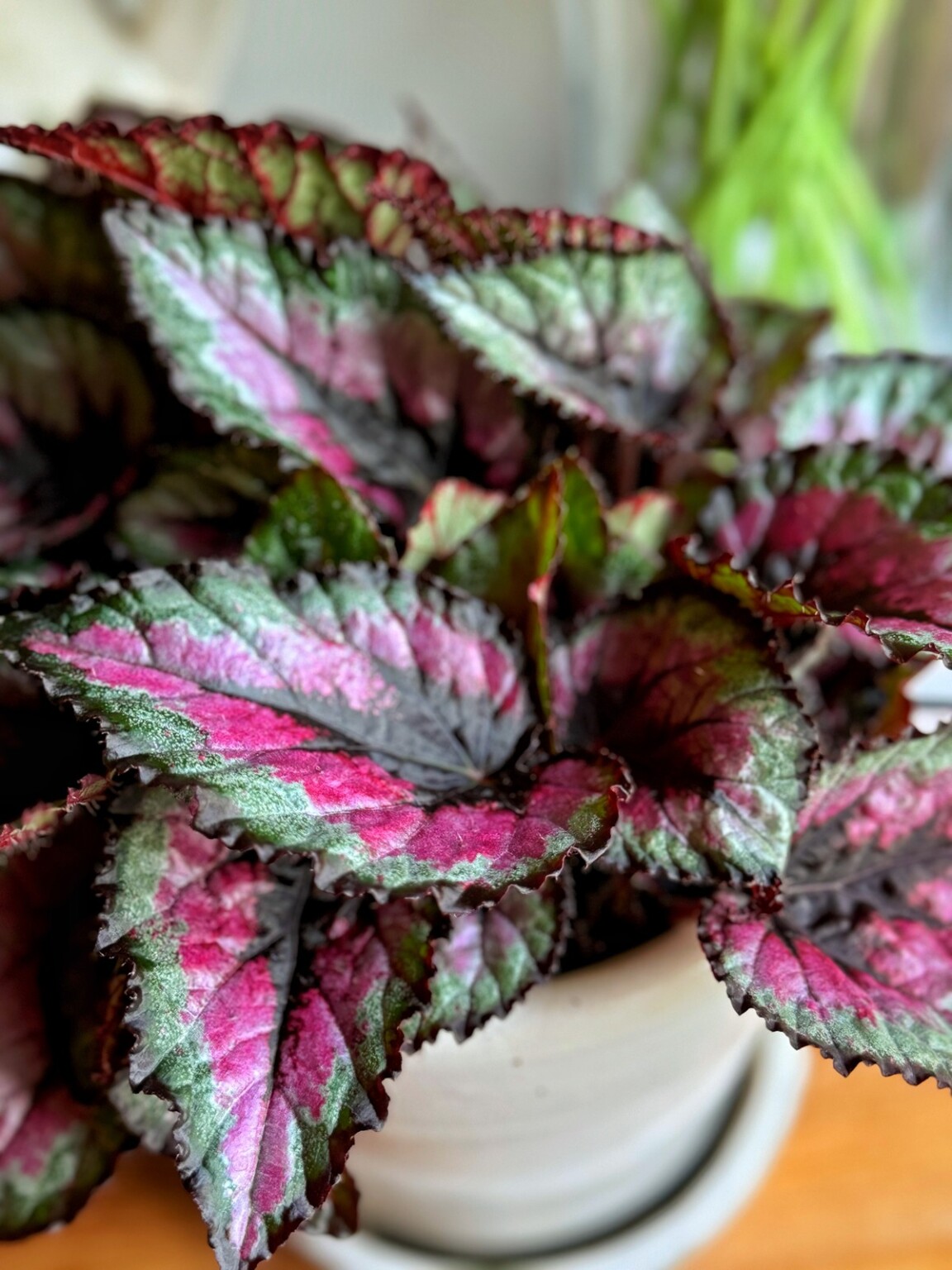 Rex Begonias: The Drama Queens of the Plant World (And How to Keep Them ...