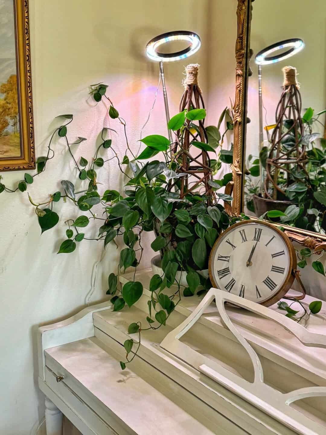Heartleaf Philodendron Care Tips Styling Ideas For A Happy
